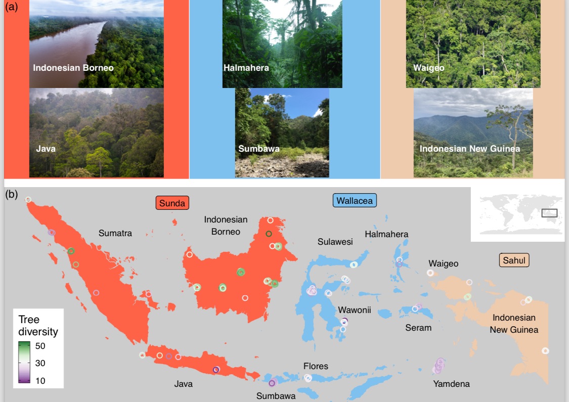Indonesian tree diversity – Island Megadiversity